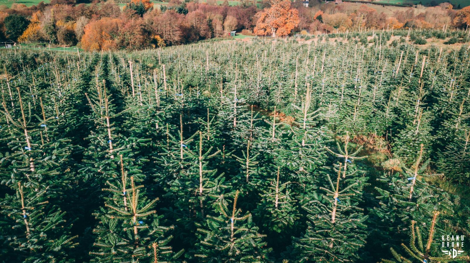 Christmas Trees Bristol | Fresh Cut Nordmann Fir & Norway Spruce ...